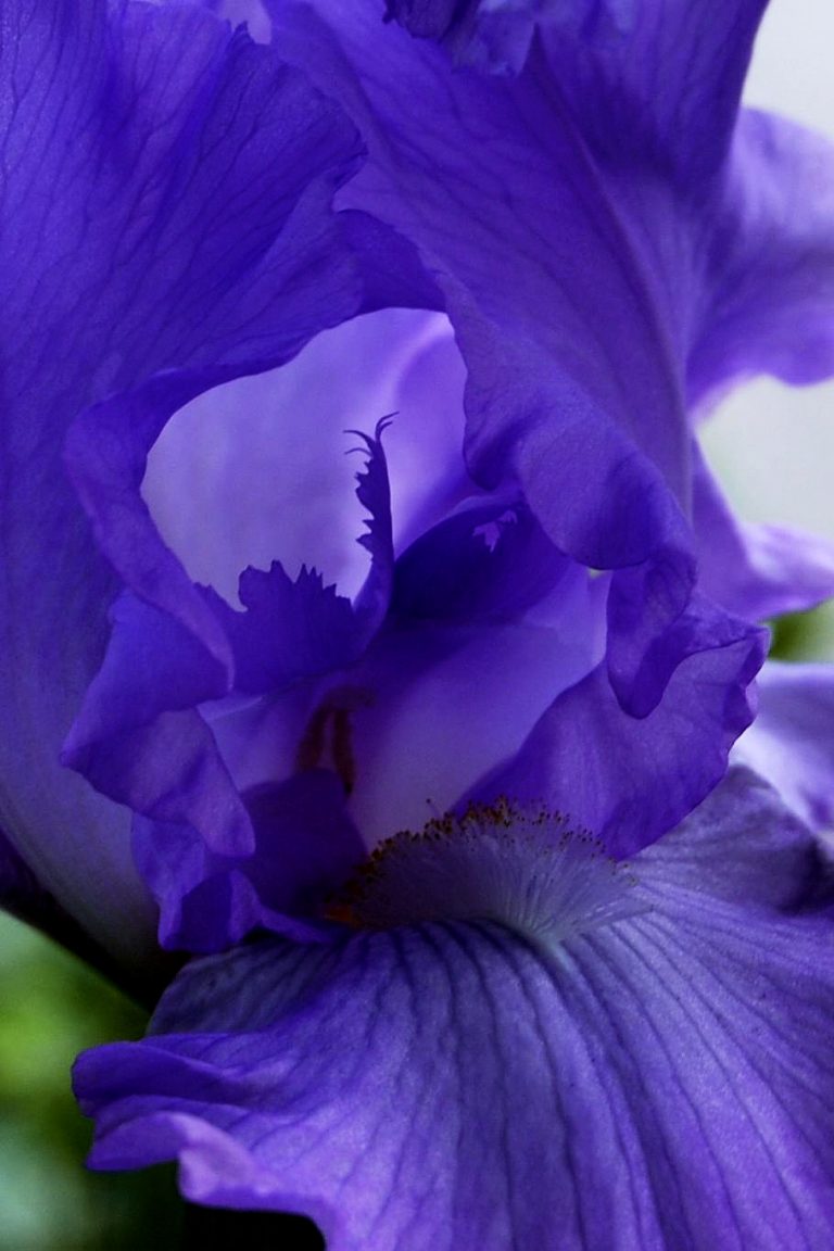 Fuel for the Spiritual Life: Photographing Flowers | Ananda Garden